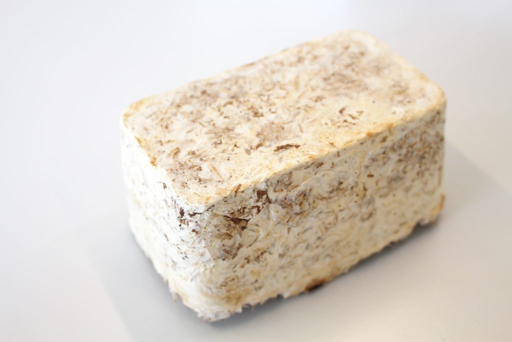 Productie van Mycelium - MNEXT